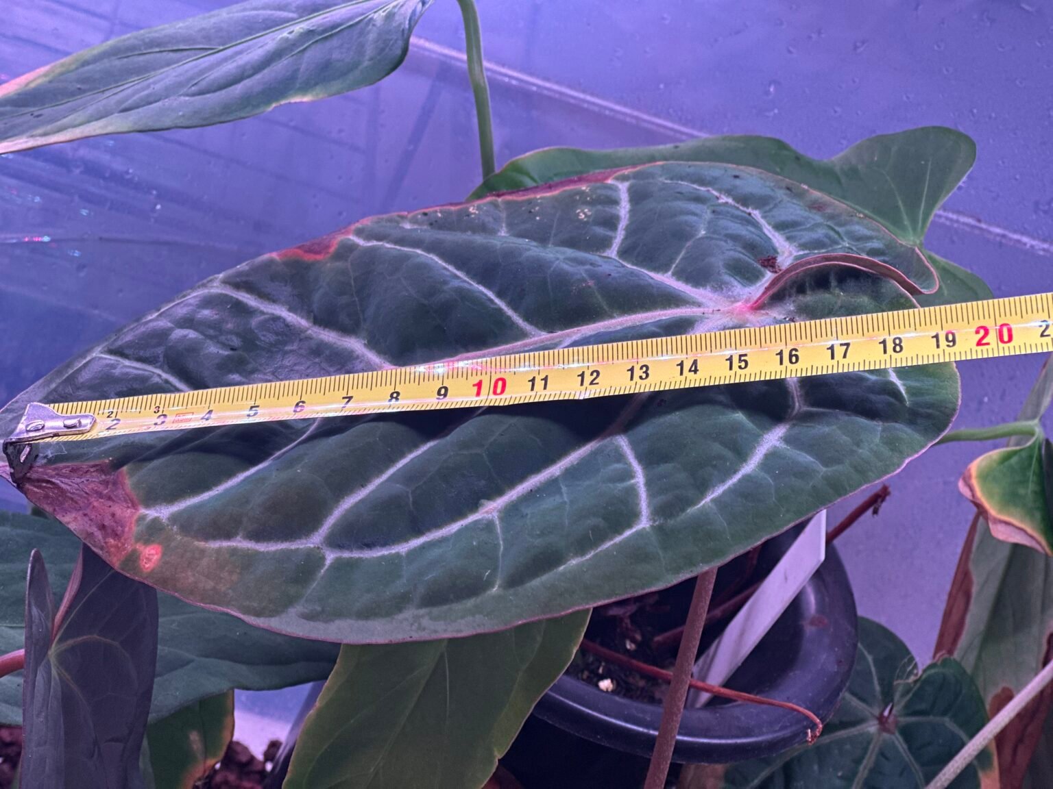 Anthurium wonderboy red crystallinum - Super Plants
