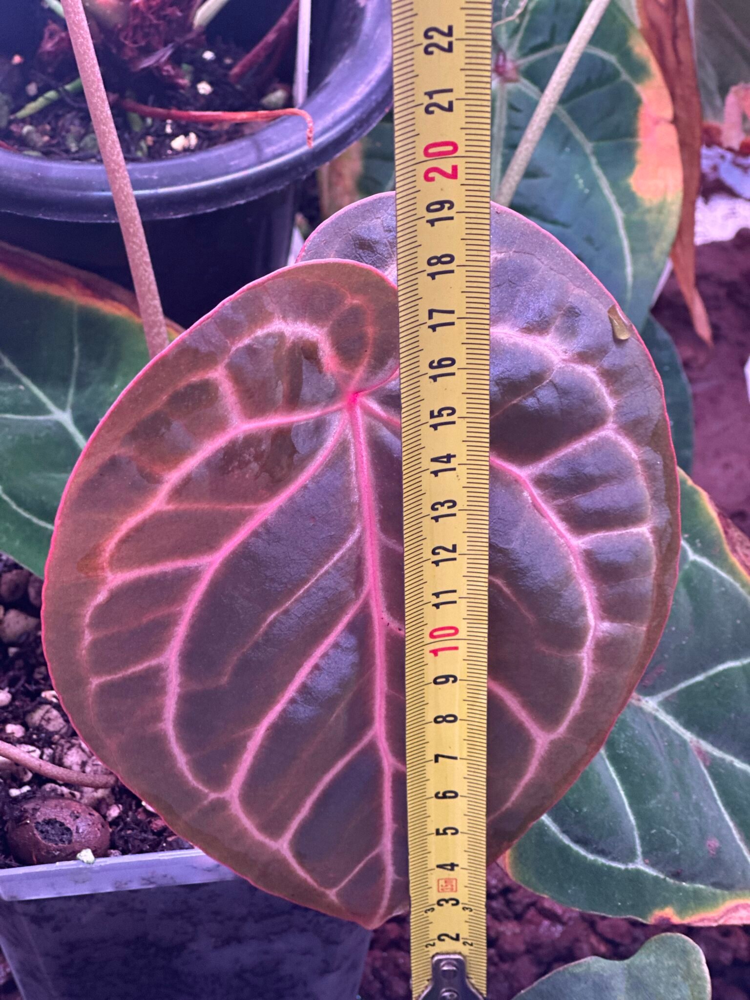 Anthurium wonderboy red crystallinum - Super Plants