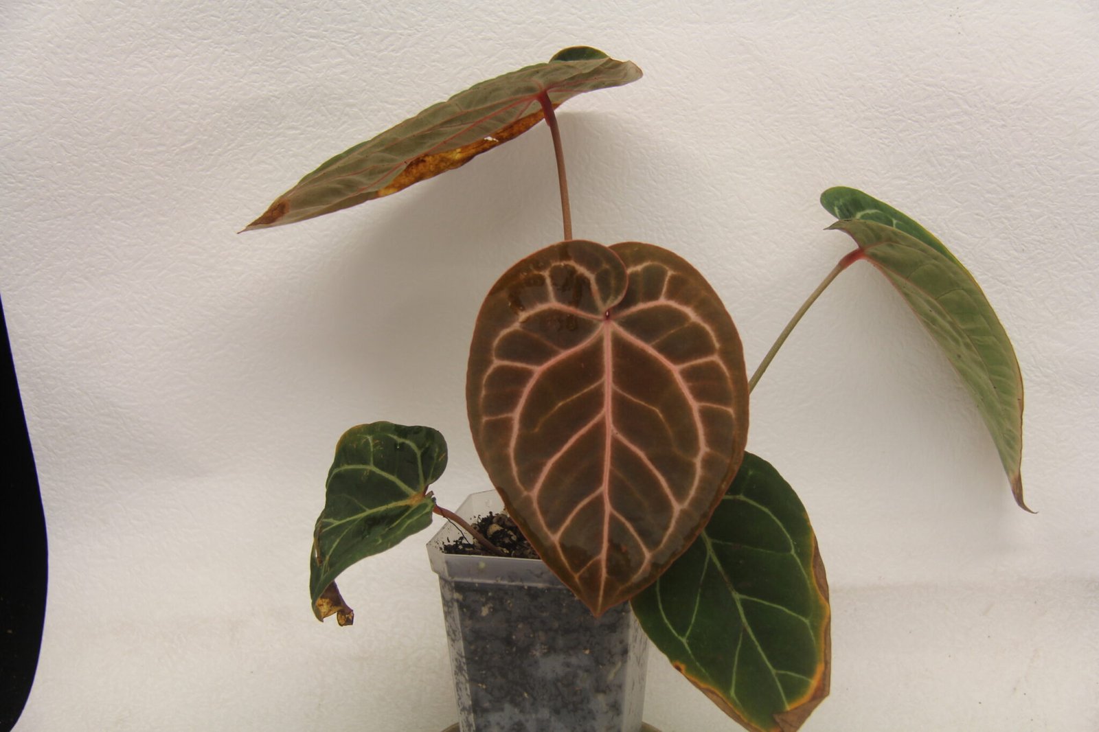 Anthurium wonderboy red crystallinum - Super Plants