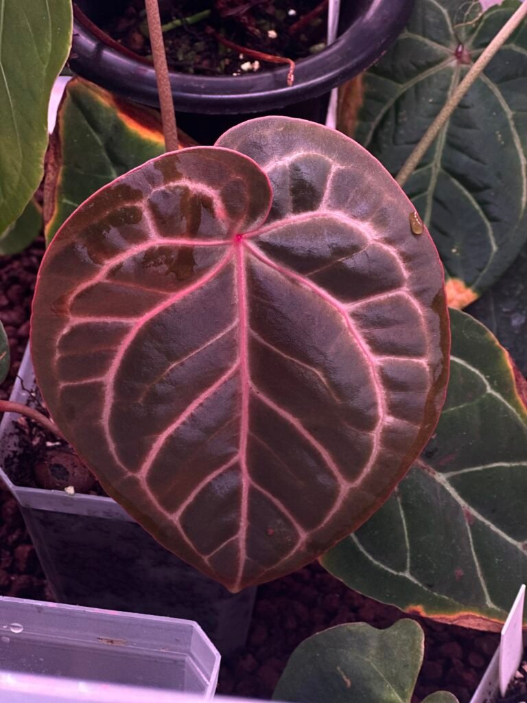 Anthurium wonderboy red crystallinum - Super Plants